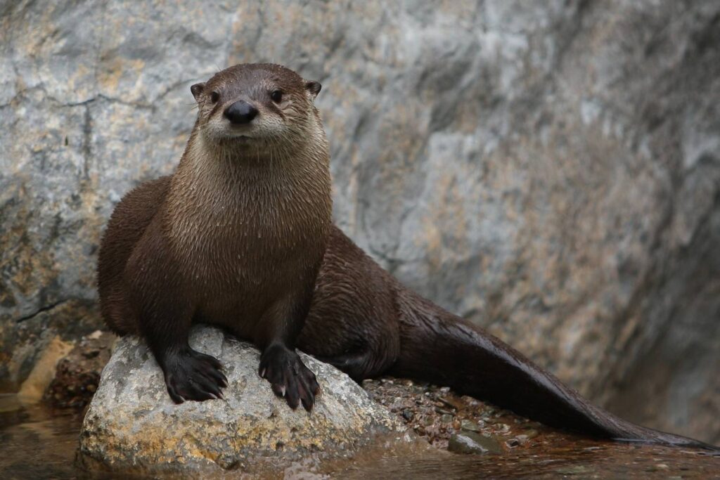 18 Great Smoky Mountains National Park Animals To Spot - National Parks Mom