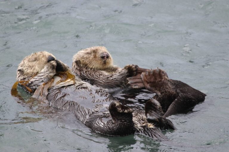 20 Top Olympic National Park Animals A Family Guide National Parks Mom