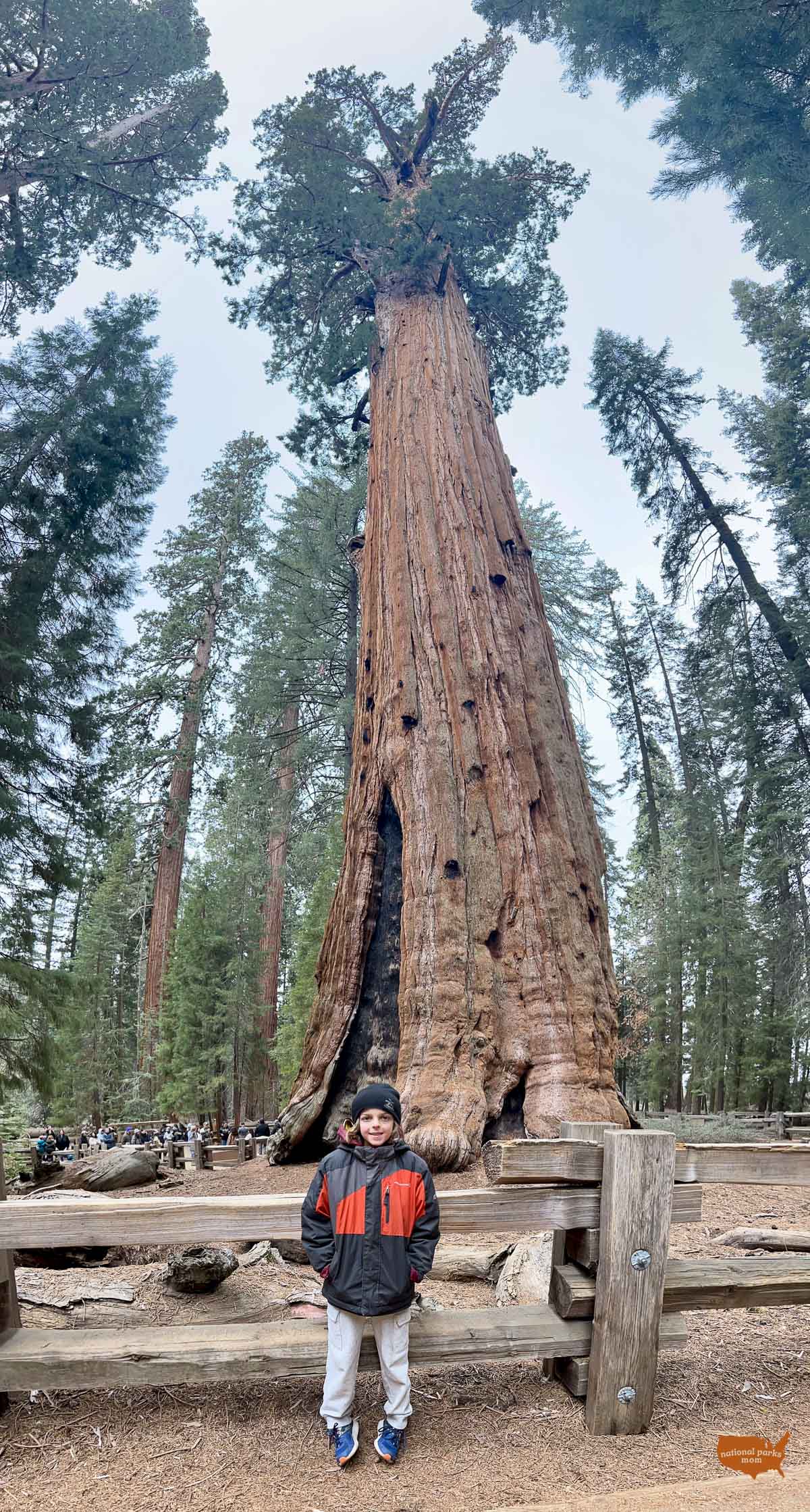 10 Best Things to Do in Sequoia National Park [For Families] - National ...