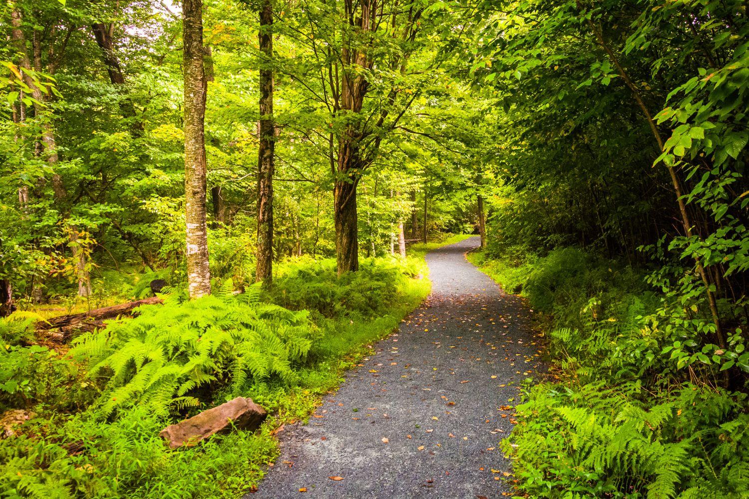 11 Best Hikes Shenandoah National Park (For Families) - National Parks Mom