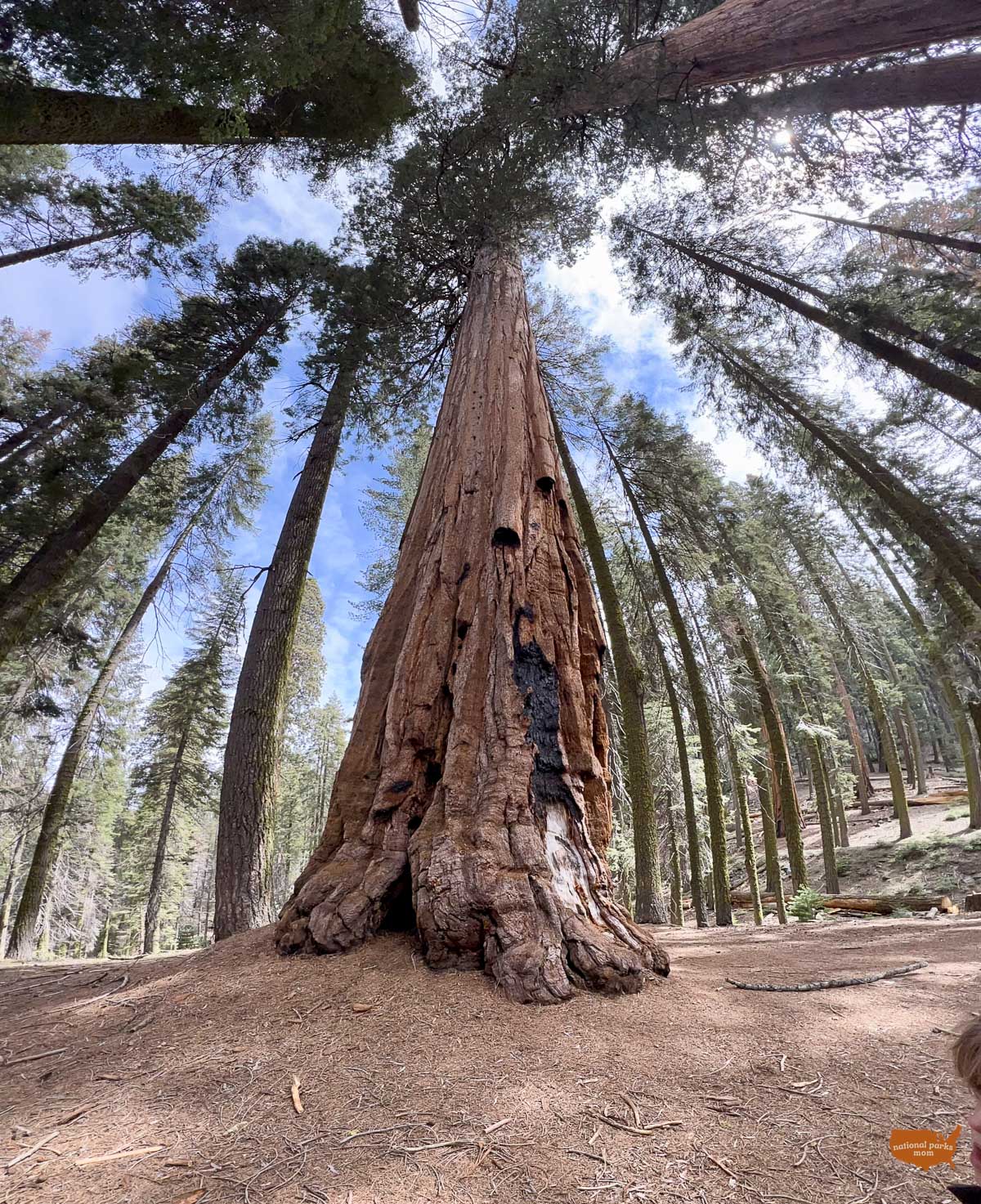 10 Best Hiking Trails in Sequoia National Park for Families - National Parks Mom
