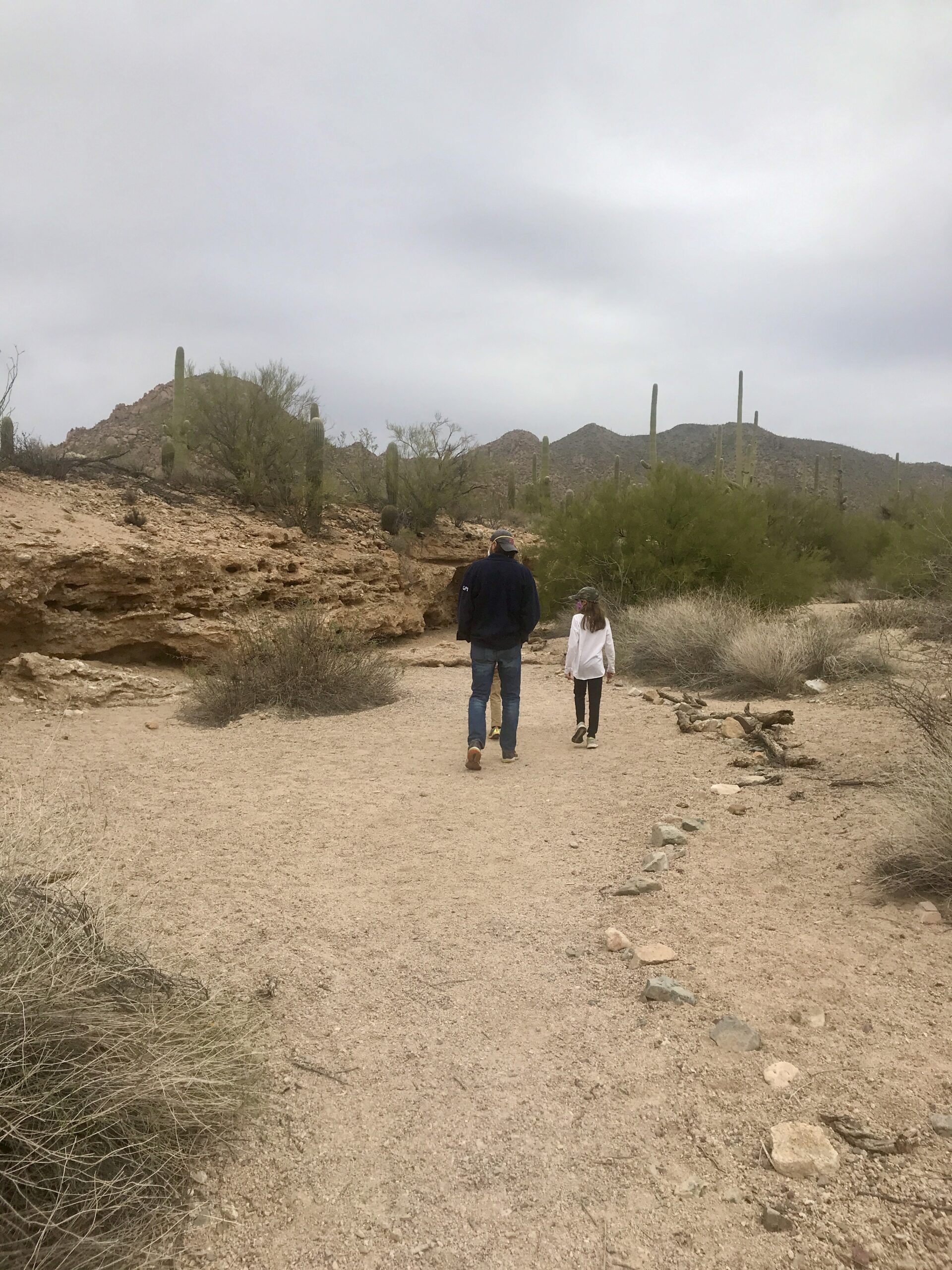 17 Best Hikes in Saguaro National Park for Families - National Parks Mom