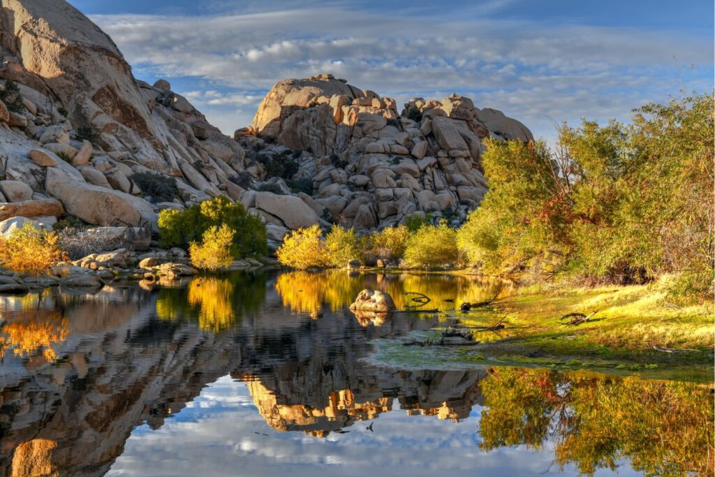 TOP Things to do in Joshua Tree National Park [for Families] - National ...