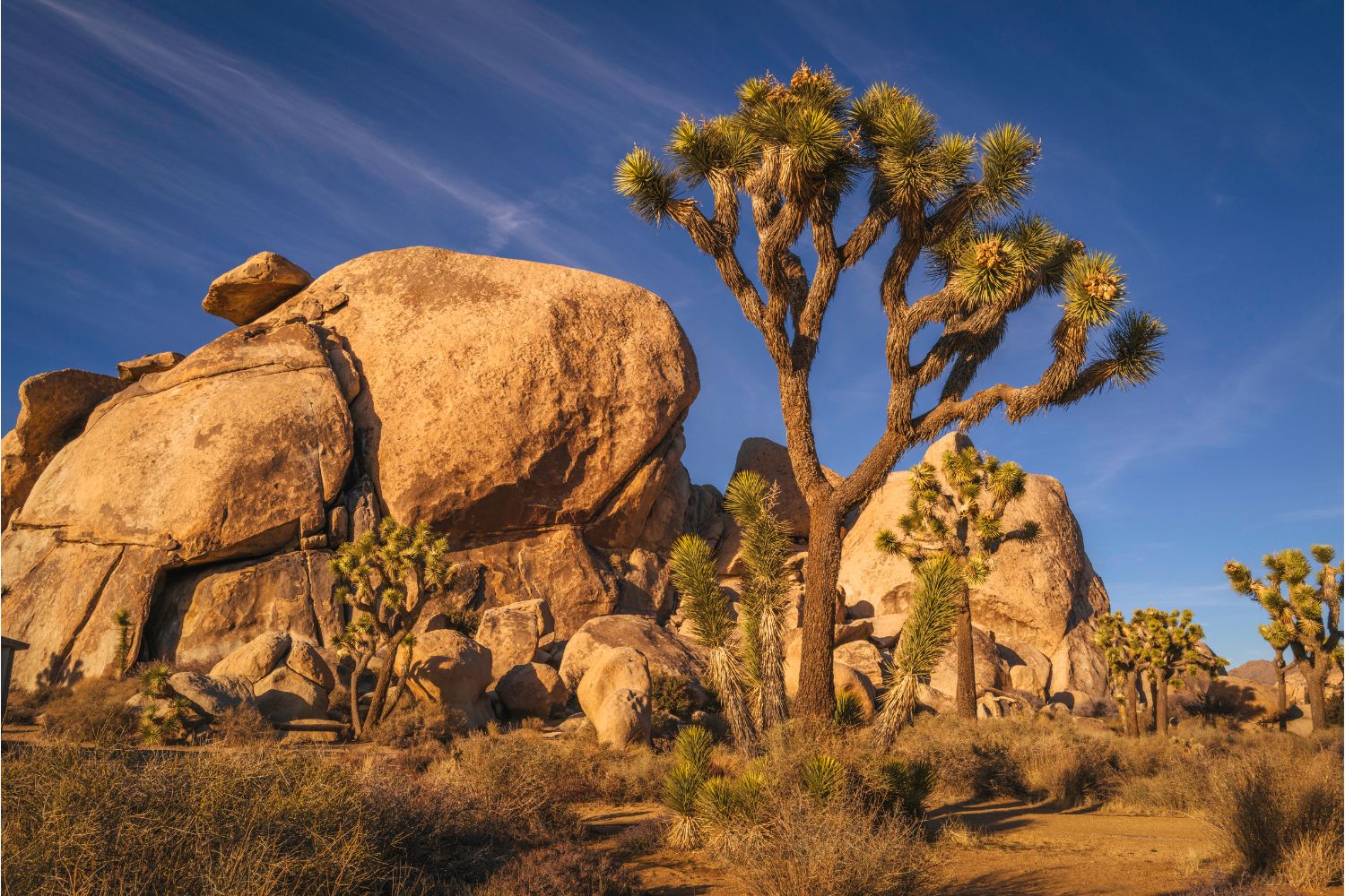 TOP Things to do in Joshua Tree National Park [for Families] - National ...