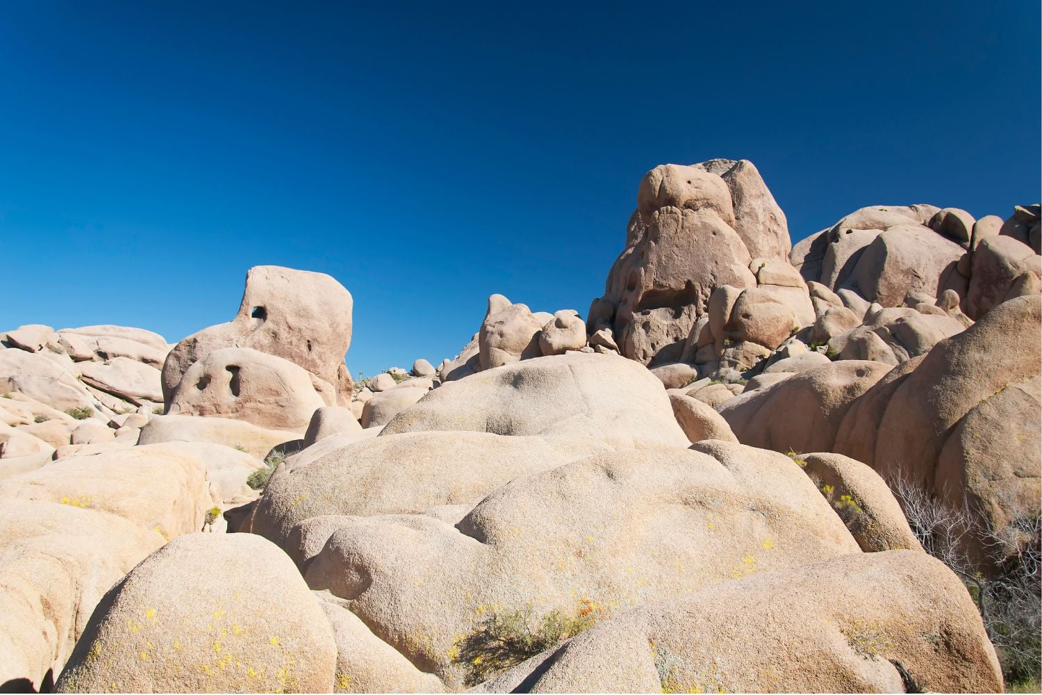 TOP Things to do in Joshua Tree National Park [for Families] - National ...